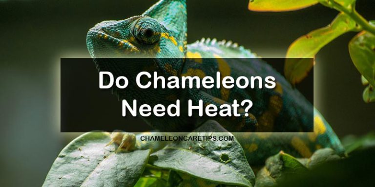 Do Chameleons Need Heat? Understanding Chameleon Temperature ...